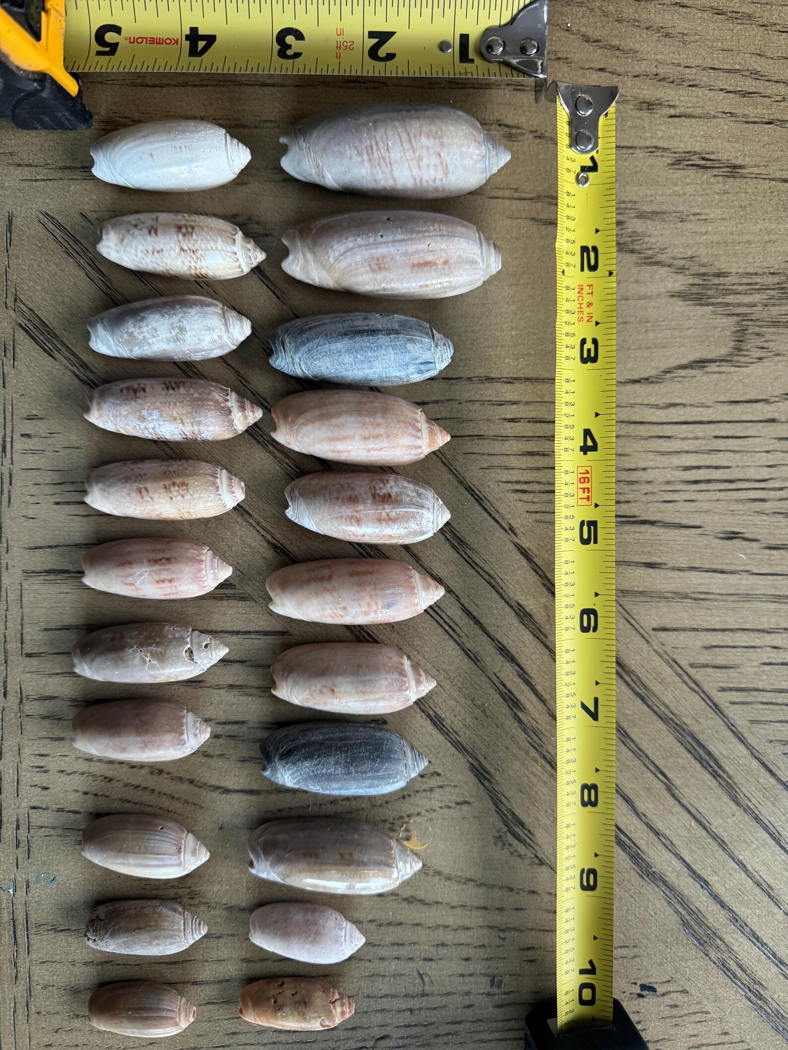 22 Gorgeous Lettered Olive Shells, SC State Shell, Various Colors ...