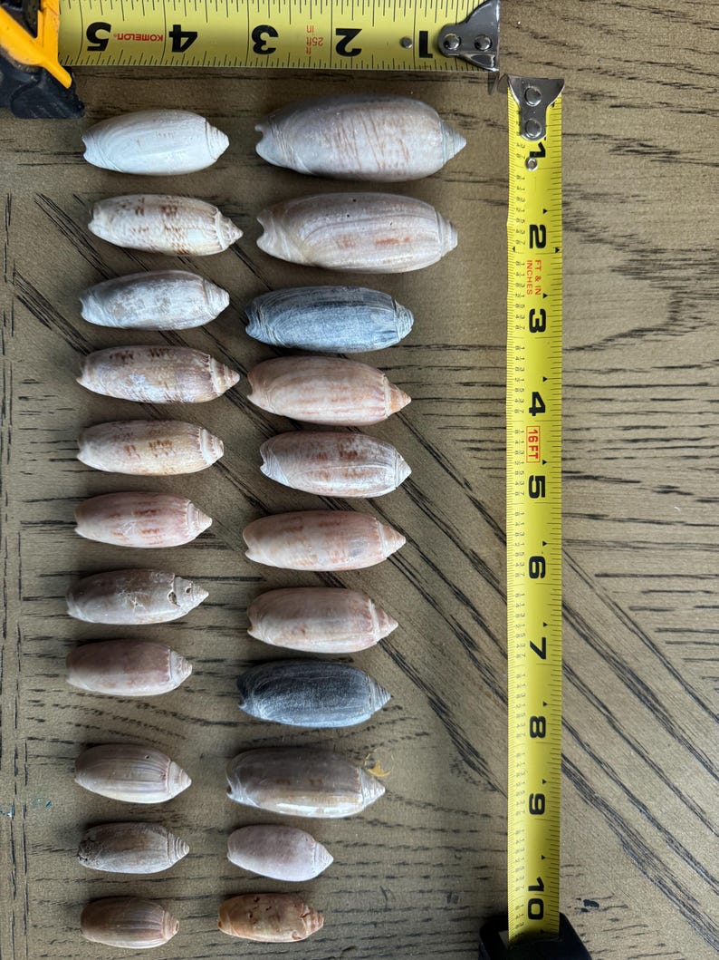 22 Gorgeous Lettered Olive Shells, SC State Shell, Various Colors ...