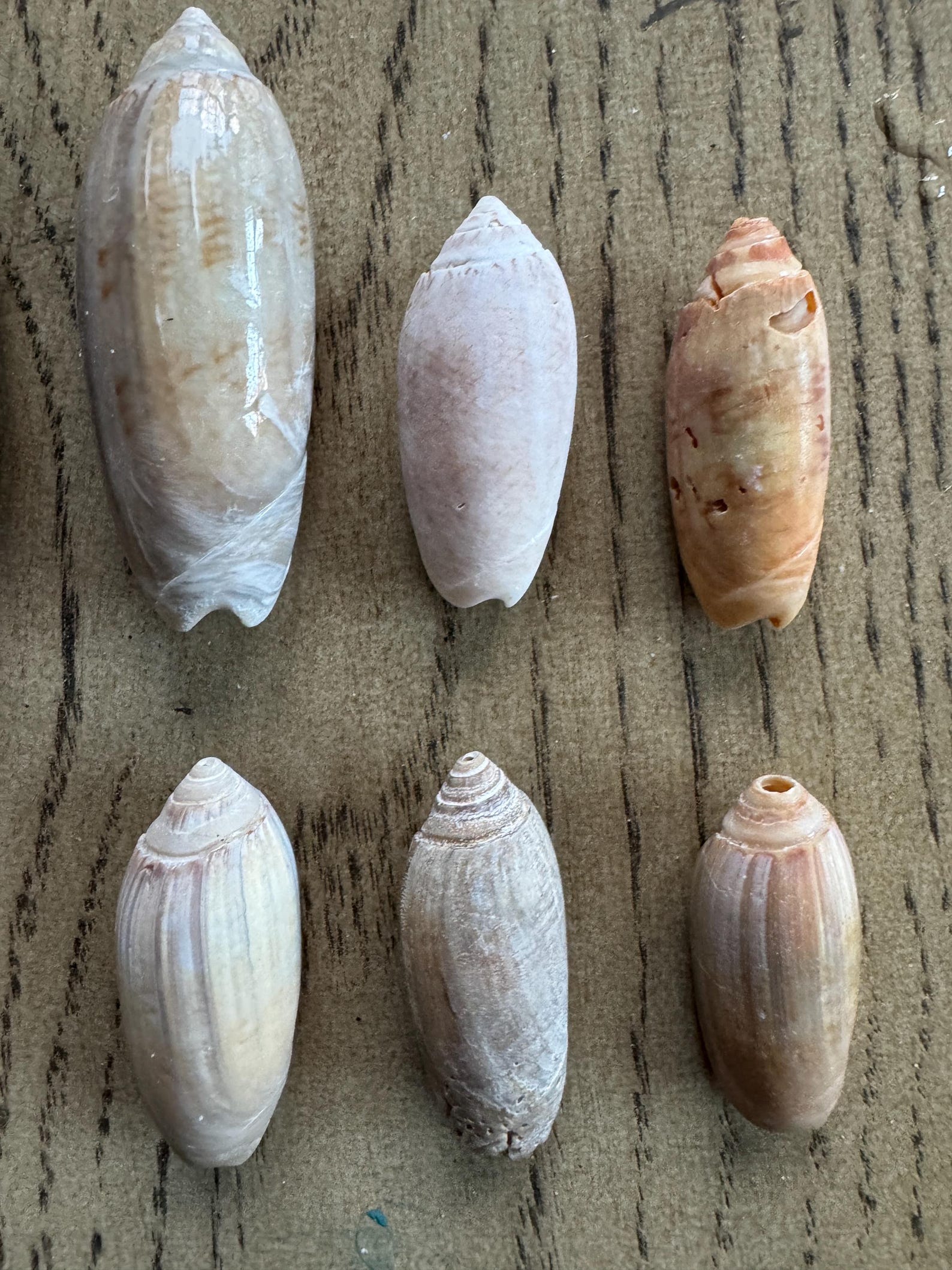 22 Gorgeous Lettered Olive Shells, SC State Shell, Various Colors ...