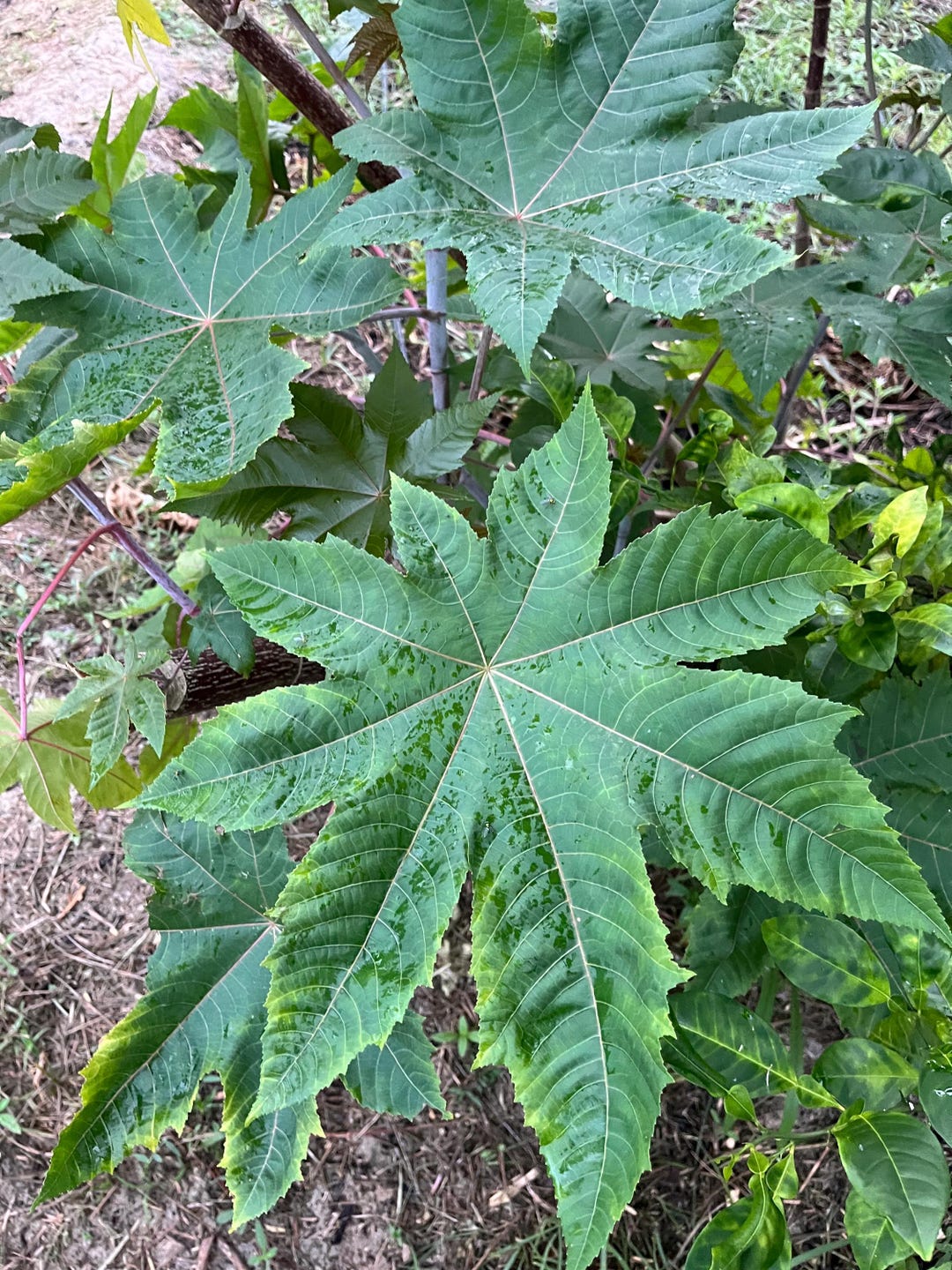Fresh Castor Leaves ( Hojas De Ricino/ Fèy Maskreti) - All Natural - Etsy