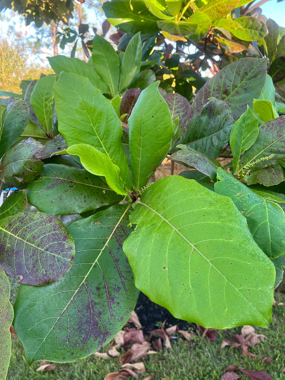 Fresh Almond Leaves ( Hojas De Almendro/ Fèy Zanmann) - All Natural - Etsy