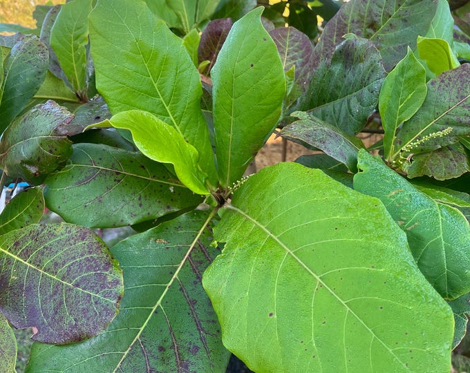 Dwarf Flowering Almond (prunus Glandulosa 'rosea Plena')-live Plant 1ft ...