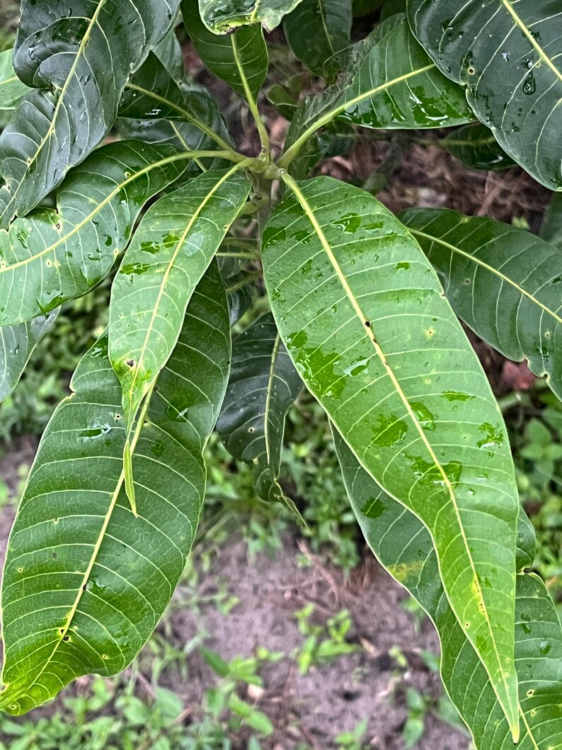Fresh Organic Mango Leaves - All Natural, No Pesticides - 20 Count - Etsy
