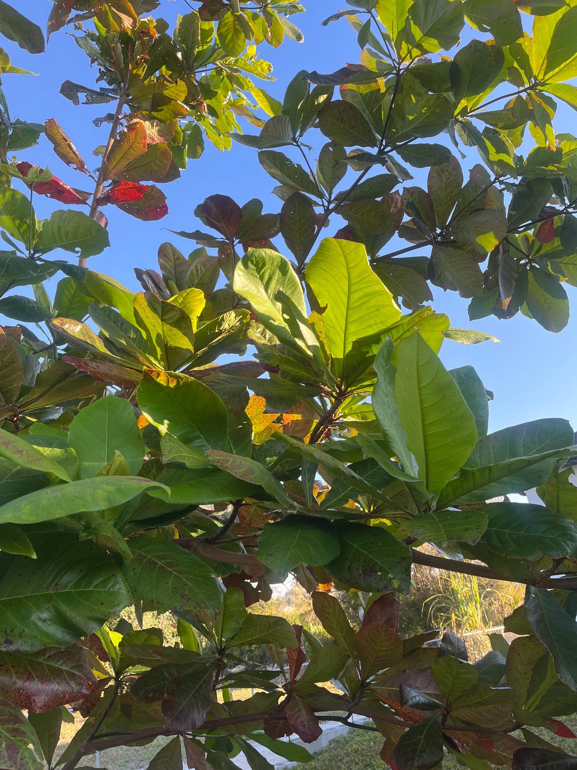 Fresh Almond Leaves ( Hojas De Almendro/ Fèy Zanmann) - All Natural - Etsy