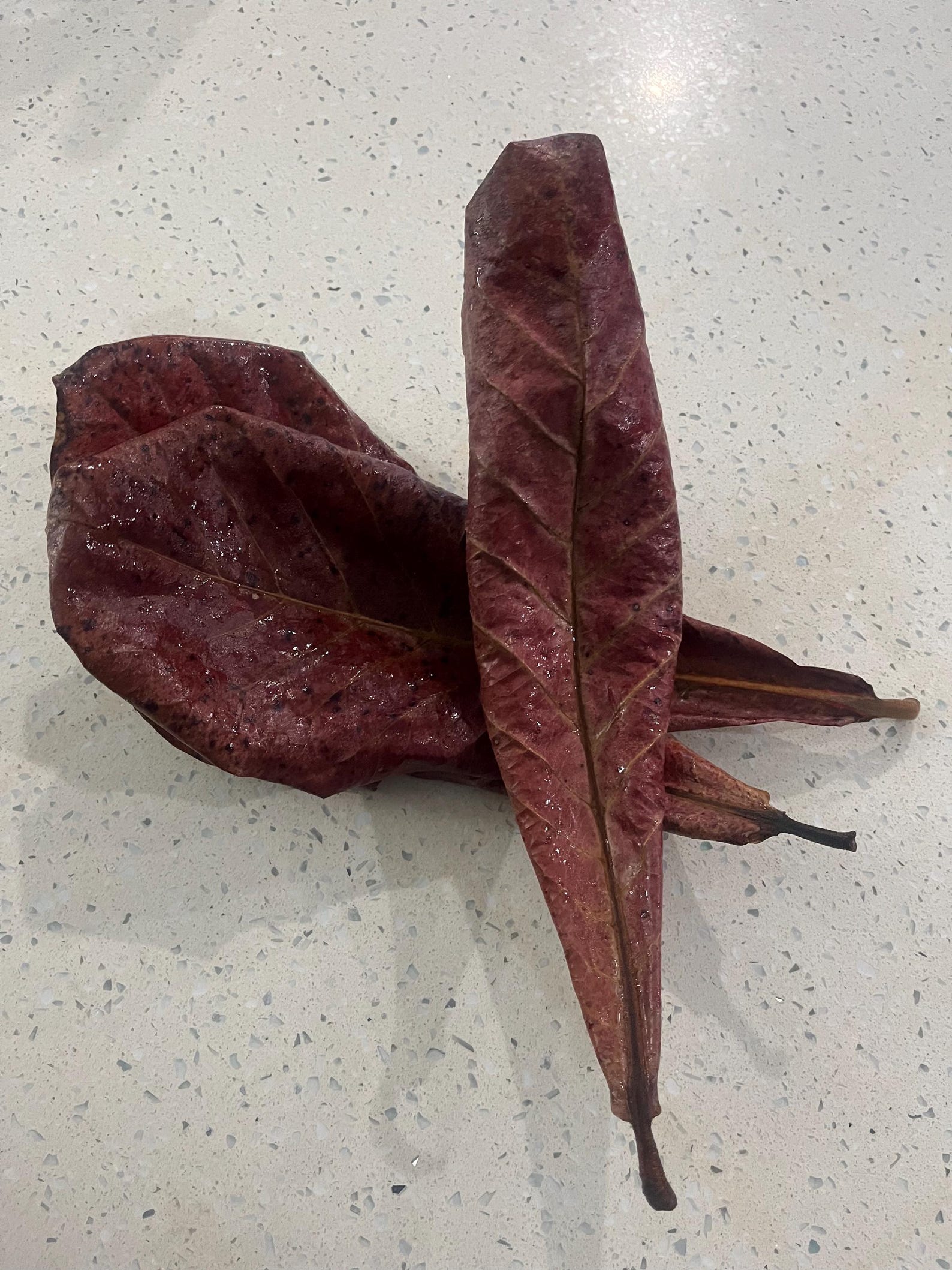 Fresh Almond Leaves ( Hojas De Almendro/ Fèy Zanmann) - All Natural - Etsy