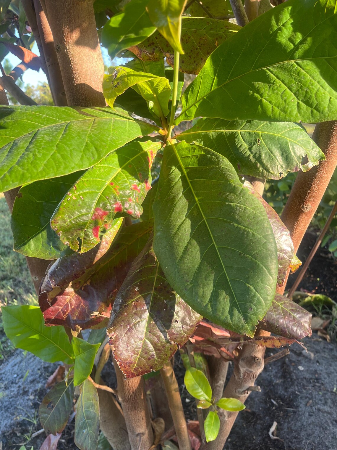 Fresh Almond Leaves ( Hojas De Almendro/ Fèy Zanmann) - All Natural - Etsy