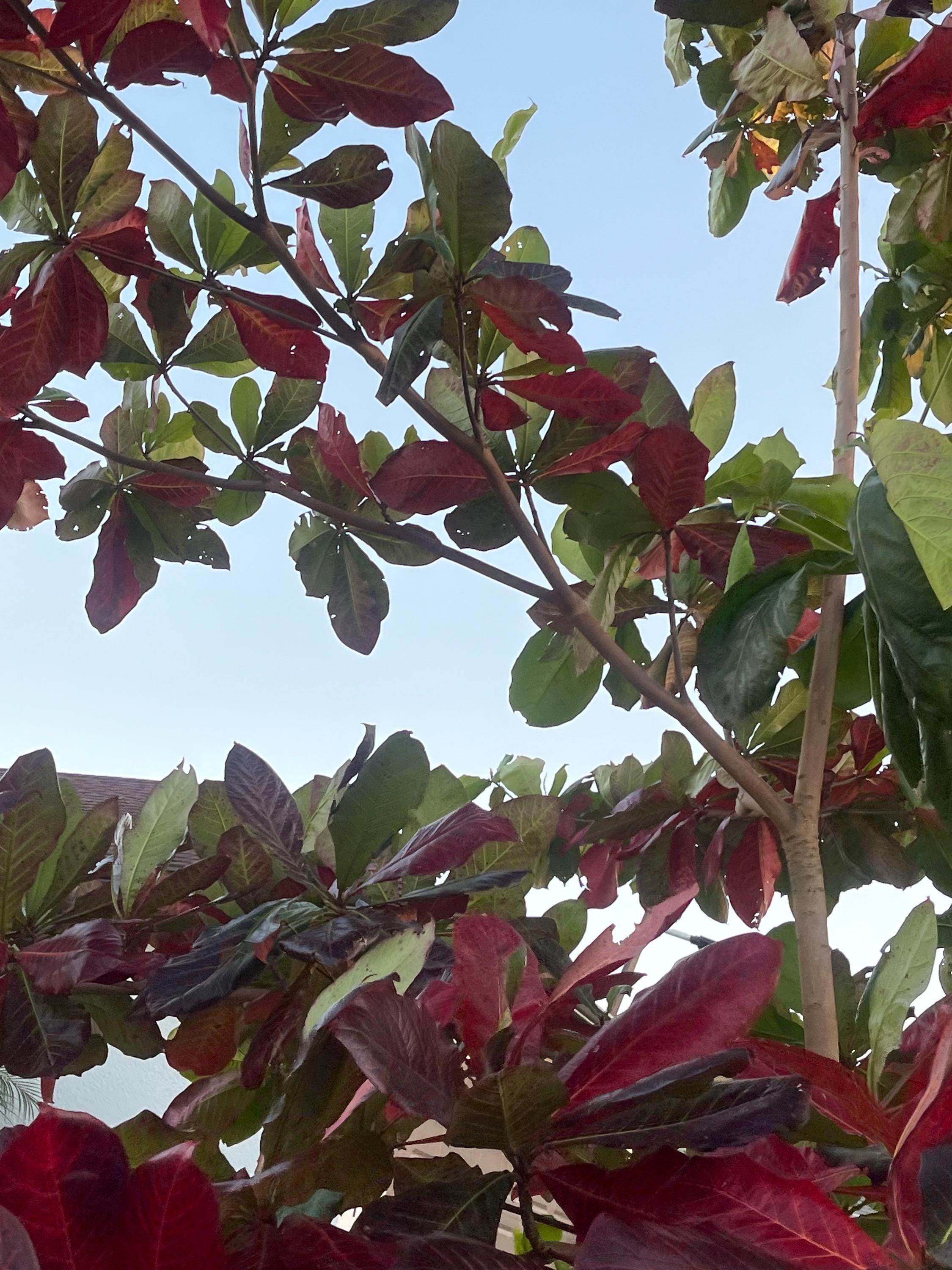 Fresh Almond Leaves ( Hojas De Almendro/ Fèy Zanmann) - All Natural - Etsy