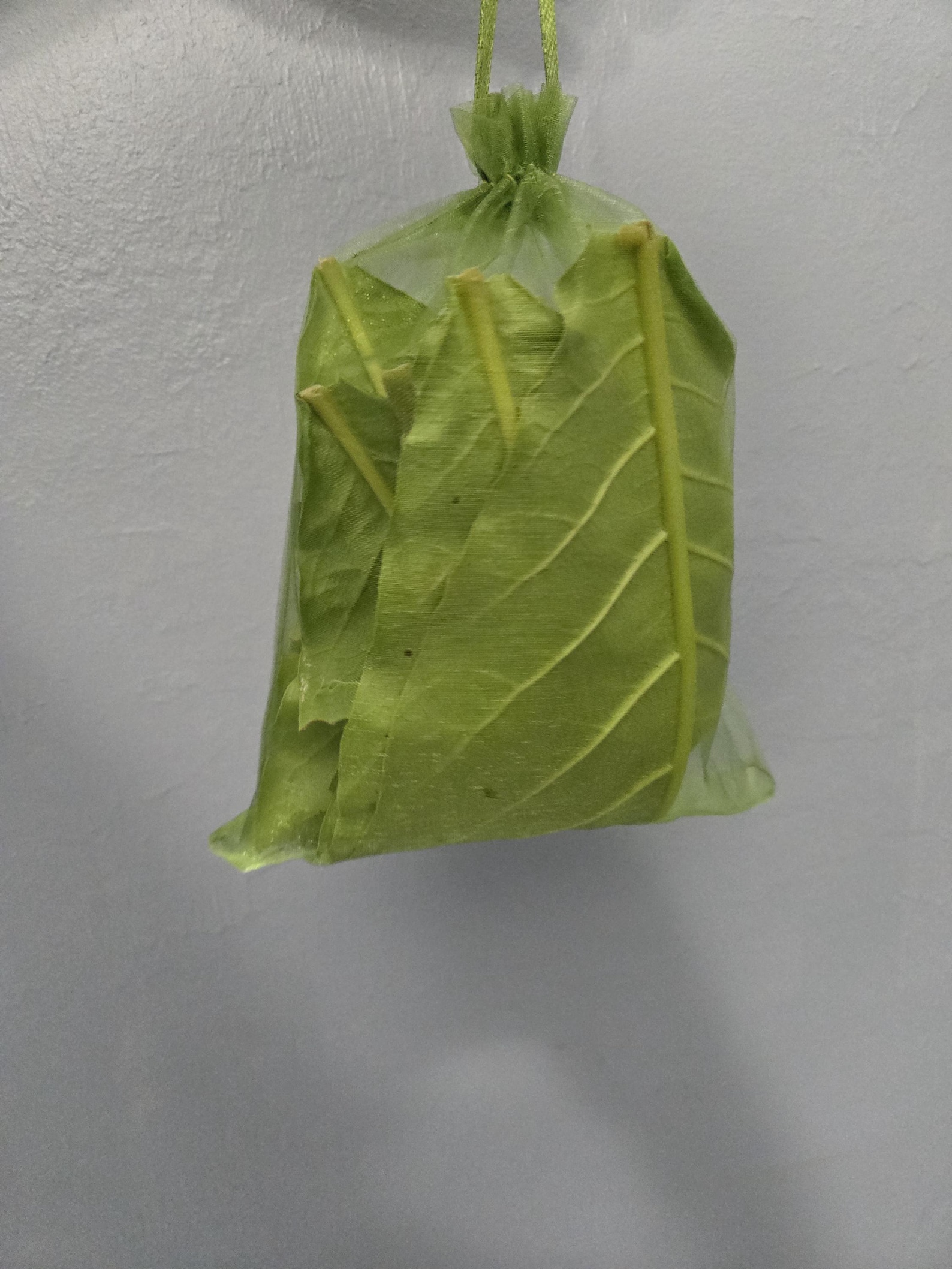 Fresh Almond Leaves ( Hojas De Almendro/ Fèy Zanmann) - All Natural - Etsy