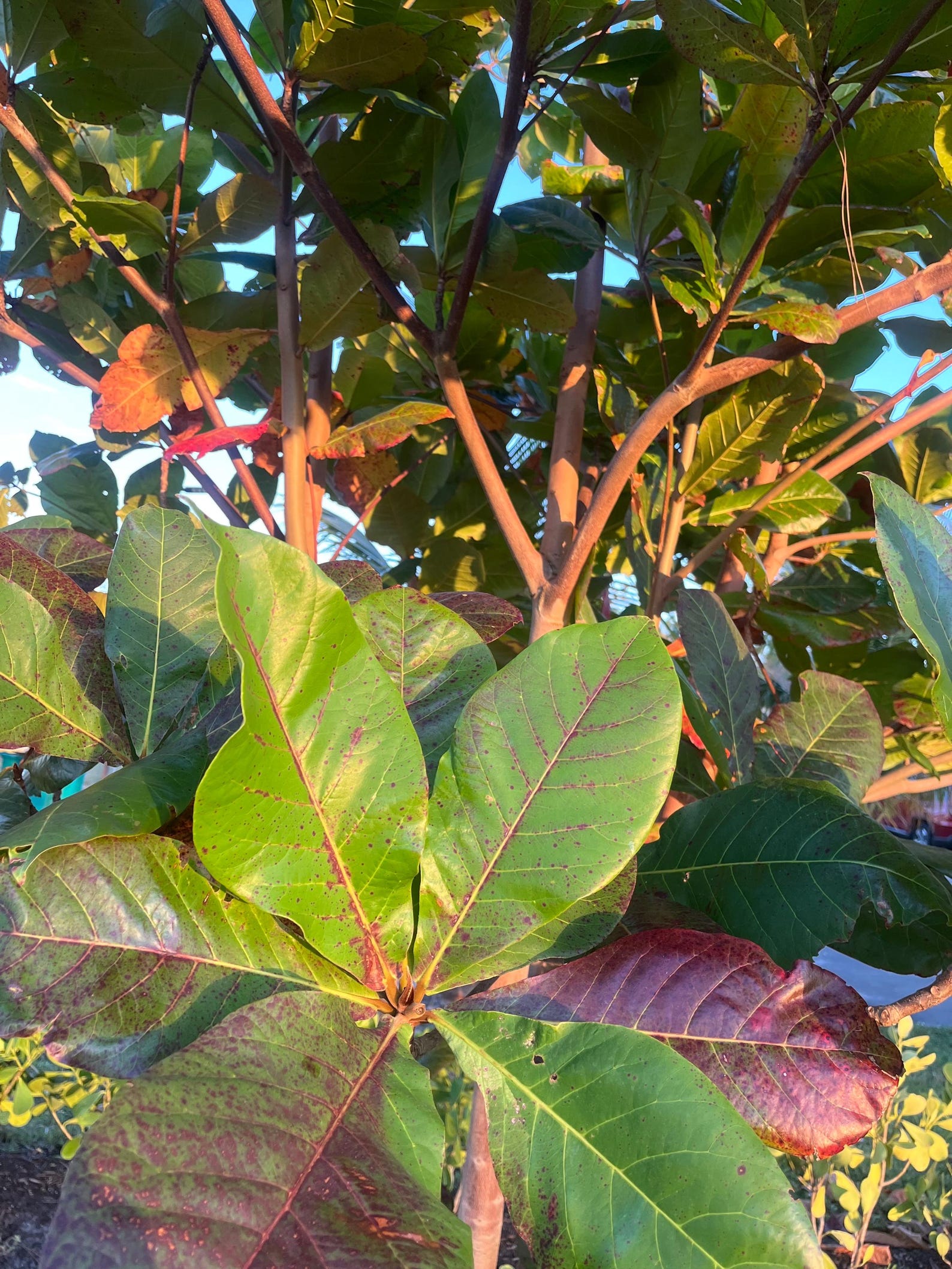 Fresh Almond Leaves ( Hojas De Almendro/ Fèy Zanmann) - All Natural - Etsy