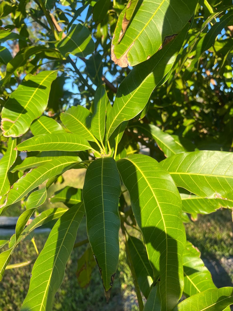 Fresh Organic Mango Leaves - All Natural, No Pesticides - 20 Count - Etsy