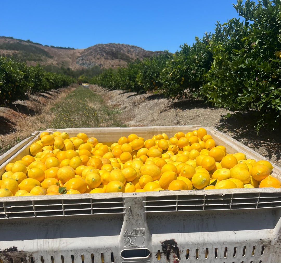 Lemons Grown in California - Etsy
