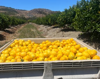 Fresh Meyer Lemons | Fresh Picked | 4lbs | Grown on a Small Farm in ...