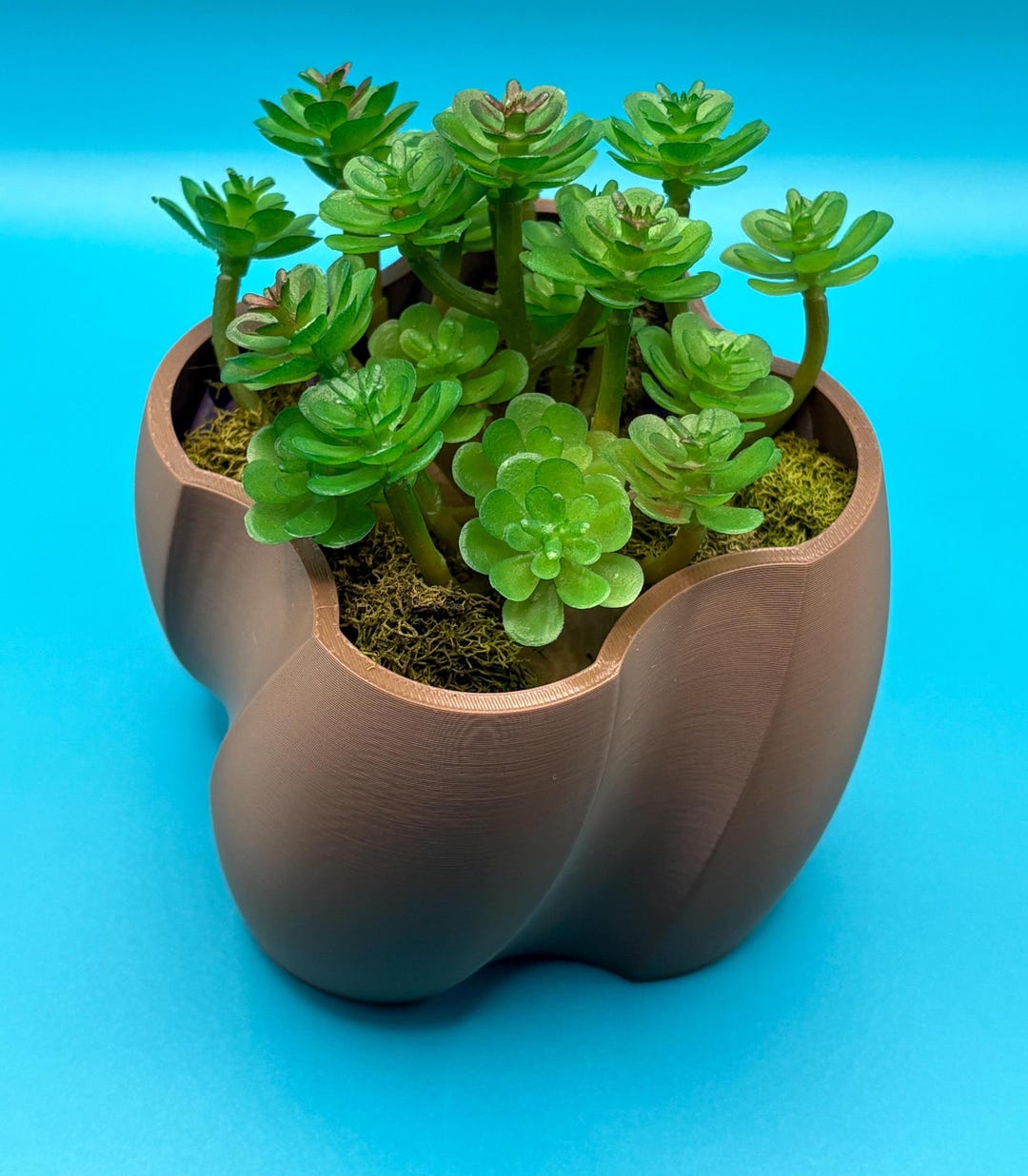 Planter - "the Sprout" - Decorative Indoor Flower and Succulent Pot - Etsy