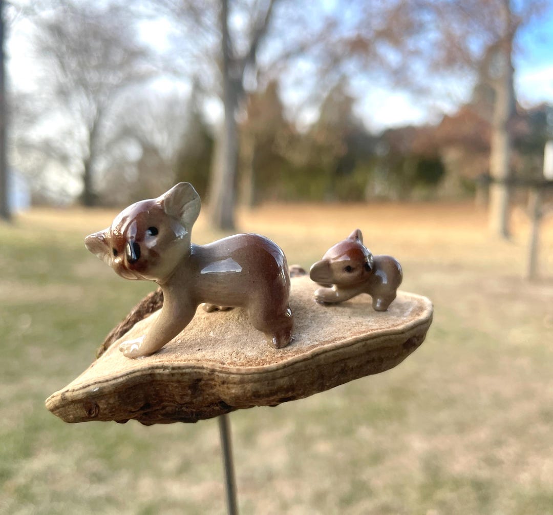 Plant Stake, Koala Bears, Shelf Fungus, Mushroom Hunting, Gardening ...