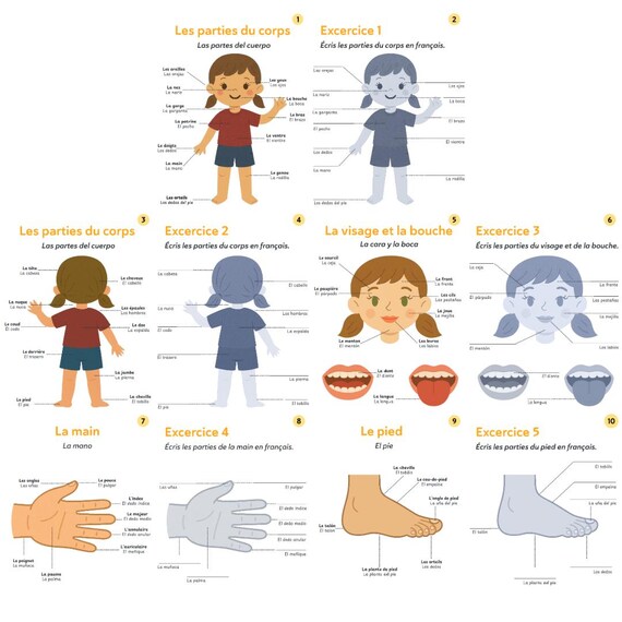 Human Body Parts Labeled In French