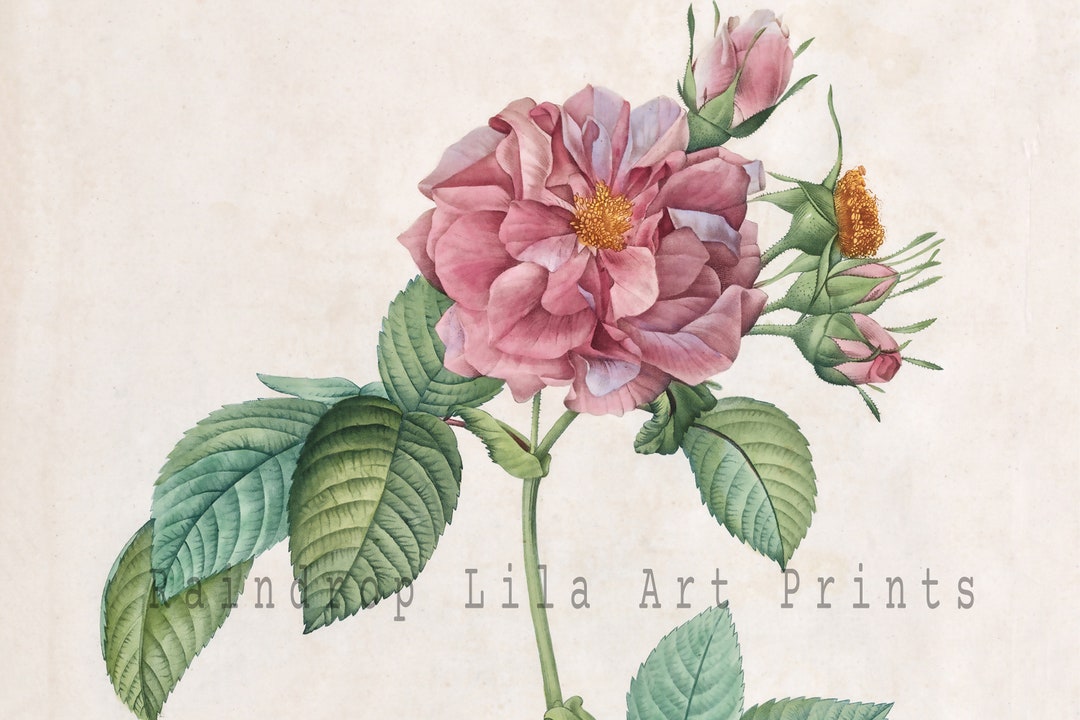 Rosa Artwork, Rose Wall Print, INSTANT DOWNLOAD, Wall Art, Digital ...