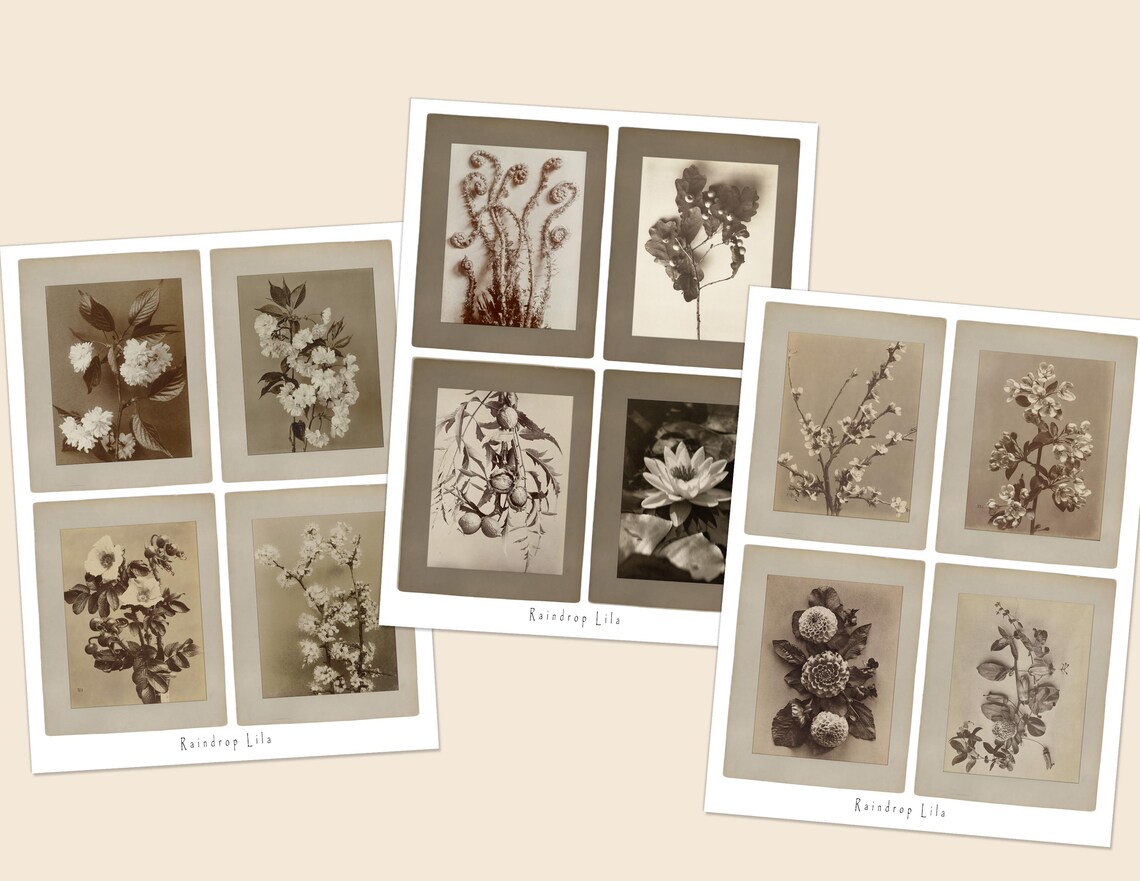 Vintage Sepia Floral Photography Printable Kit, Cornelia's Garden ...