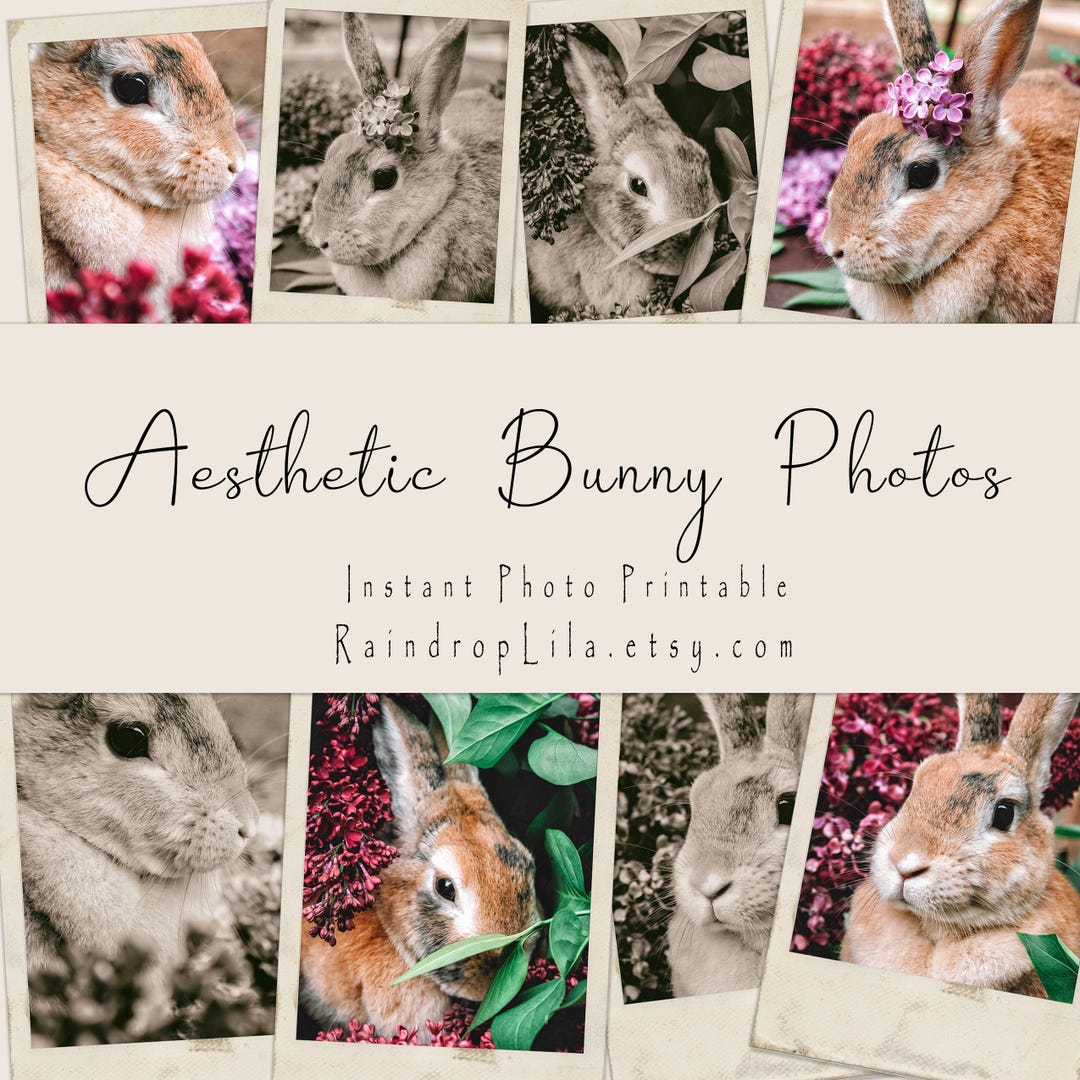 Aesthetic Bunny Photos -spring Bunnies and Flowers- Raindrop Lila's Art ...