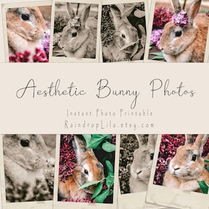 Aesthetic Bunny Photos -spring Bunnies and Flowers- Raindrop Lila's Art ...