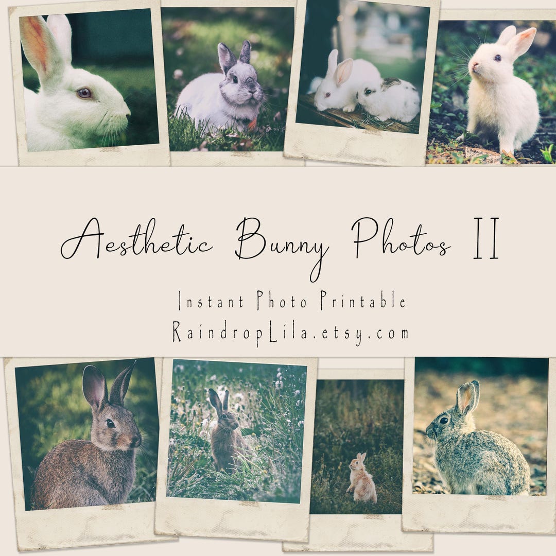 Aesthetic Bunny Photos II- Spring Bunnies- Raindrop Lila's Art Journal ...