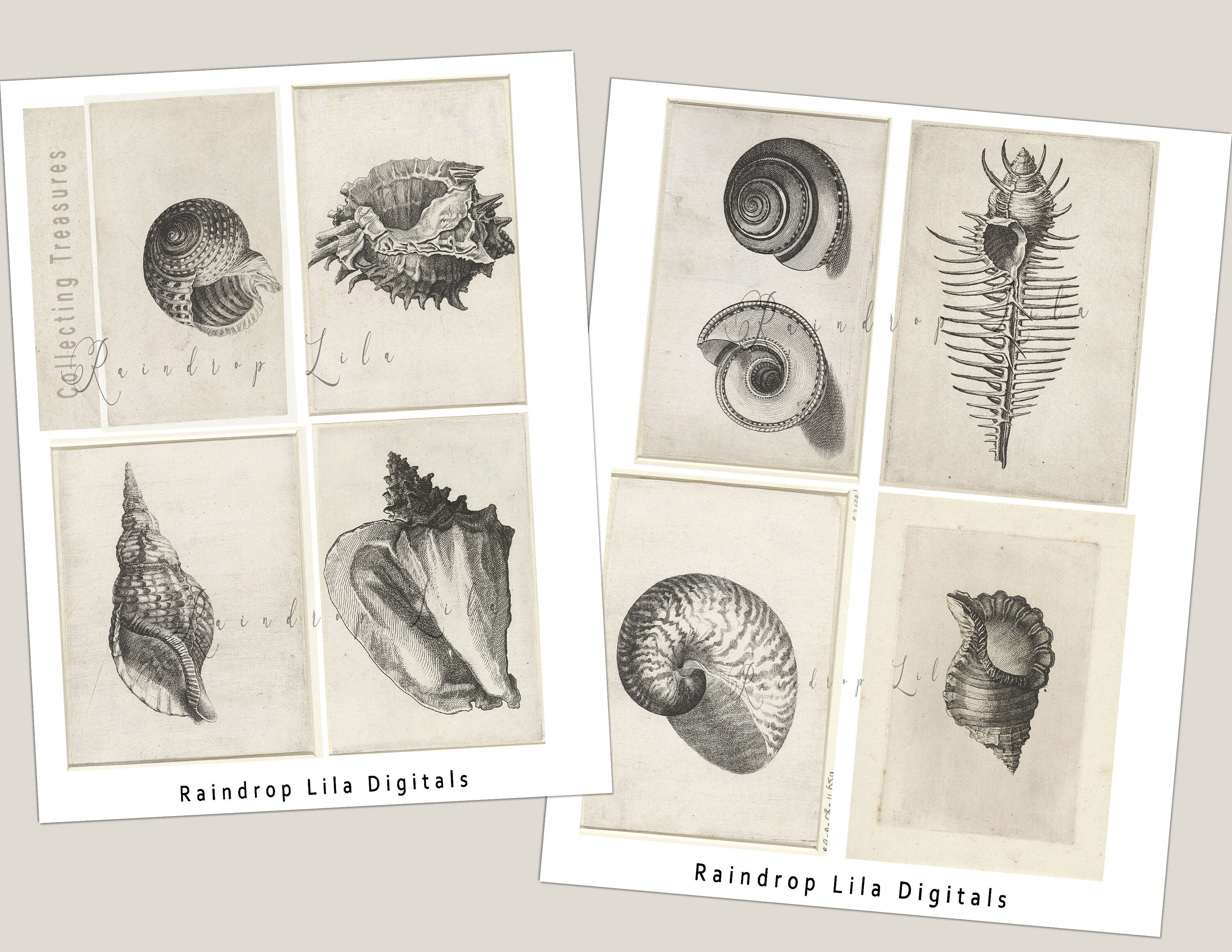Sea Shell Journaling Cards Printables Vintage Ephemera - Etsy
