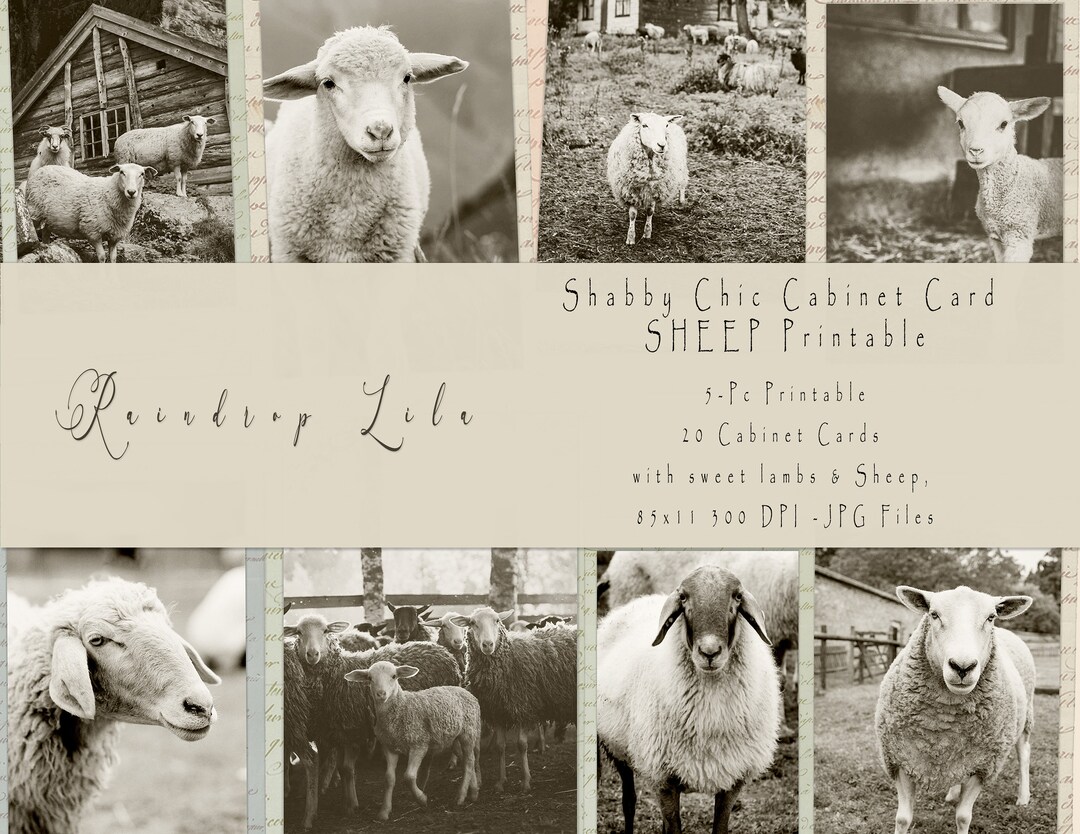 Shabby Chic Cabinet Cards- Sheep & Lamb Cottage Core Photos- M2424 ...