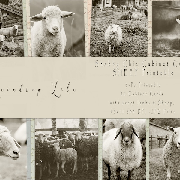 Sheep Photo - Etsy