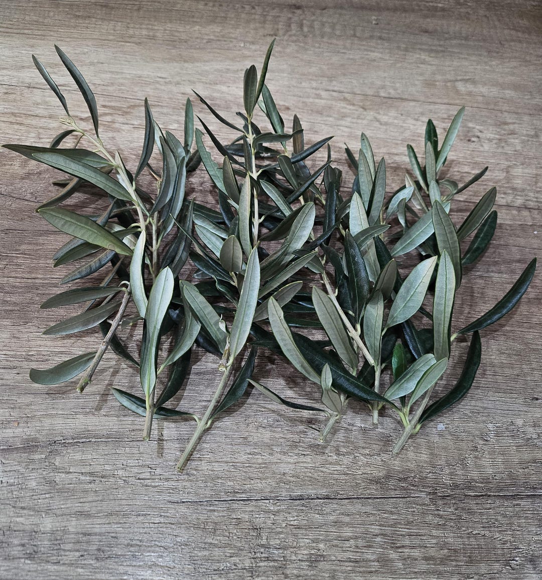 Fresh Olive Branches - Different Sizes - Etsy