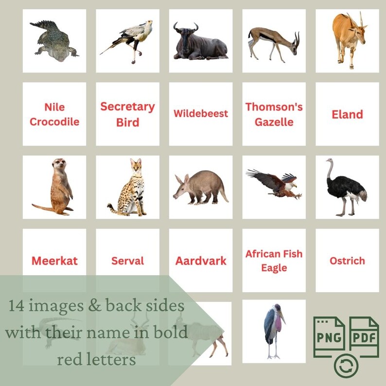 African Animals Flashcards for Kids | Animals of Africa Learning Card ...