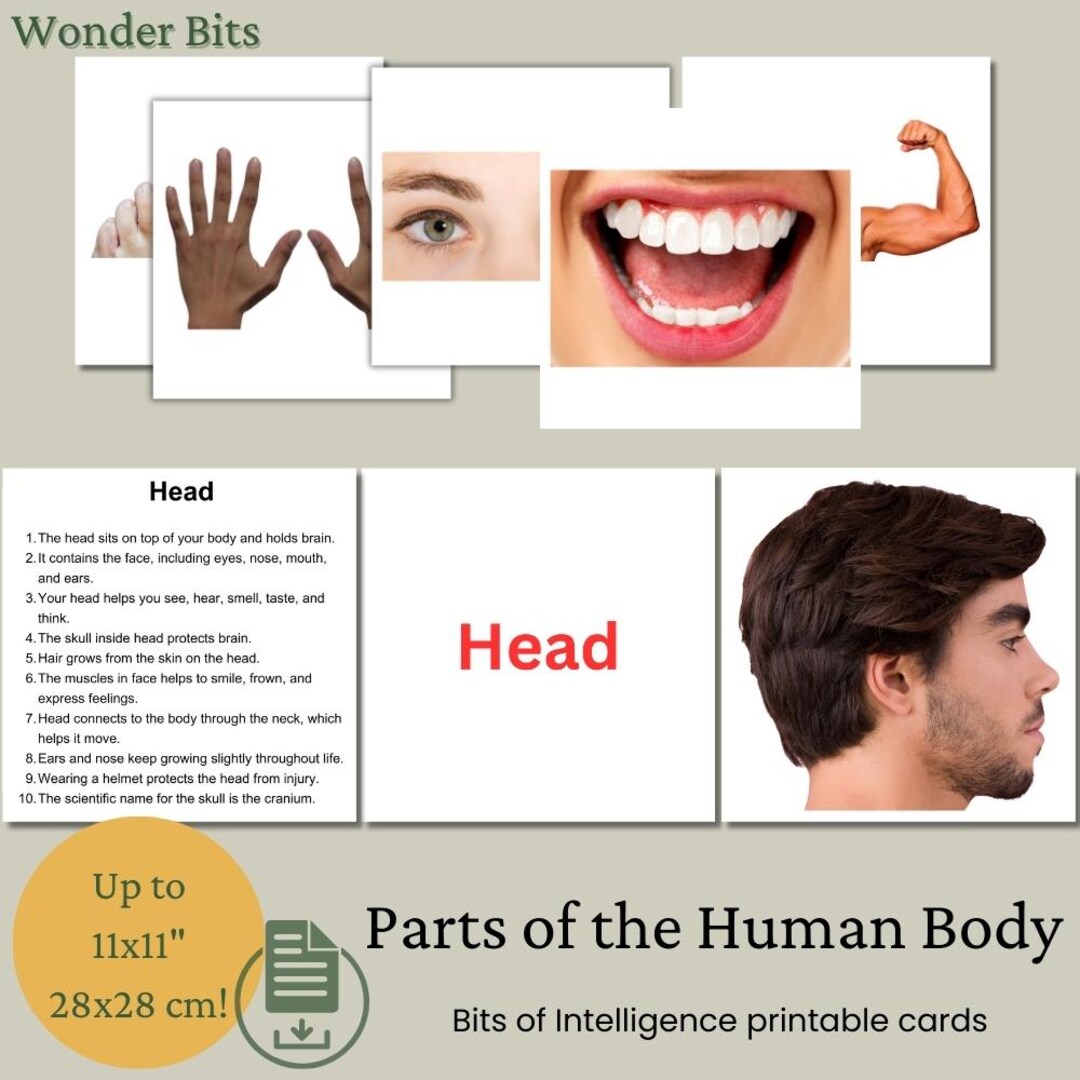 Human Body Parts Flashcards: Somatology Learning Cards (digital ...