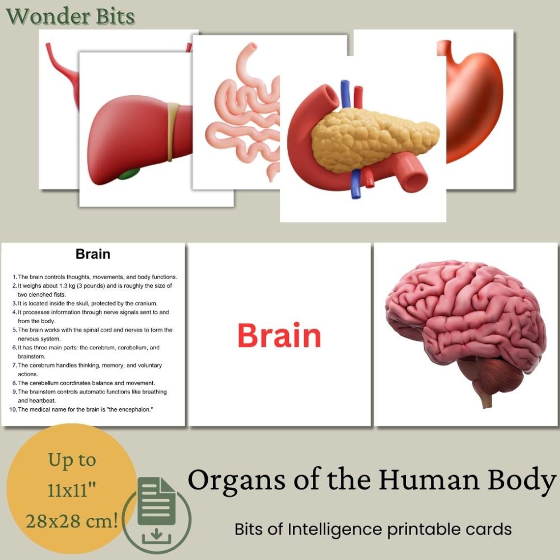 Human Body Organs Flashcards: Anatomy Learning Cards (digital Download ...