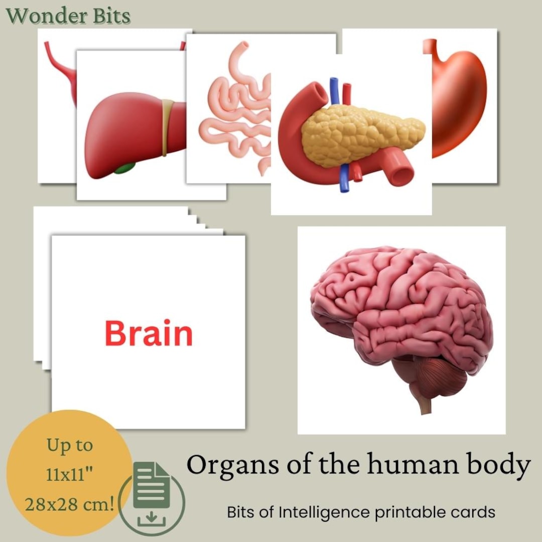 Human Body Organs Flashcards: Anatomy Learning Cards (digital Download ...
