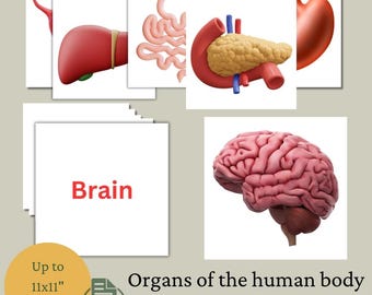 Human Body Organs Flashcards: Anatomy Learning Cards (digital Download ...