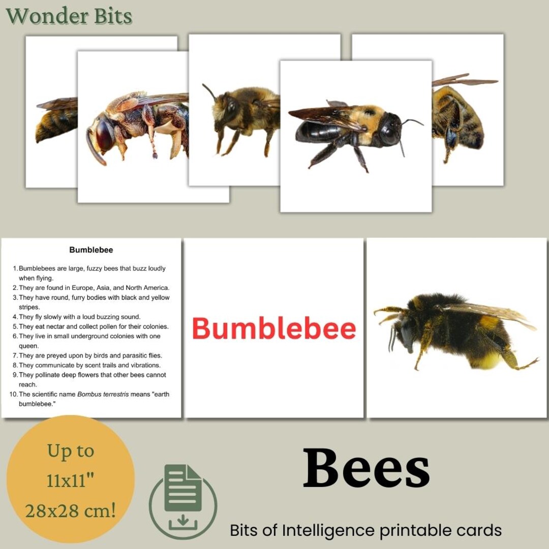 Bees Flashcards for Kids: Insect Learning Cards (printable PDF) - Etsy
