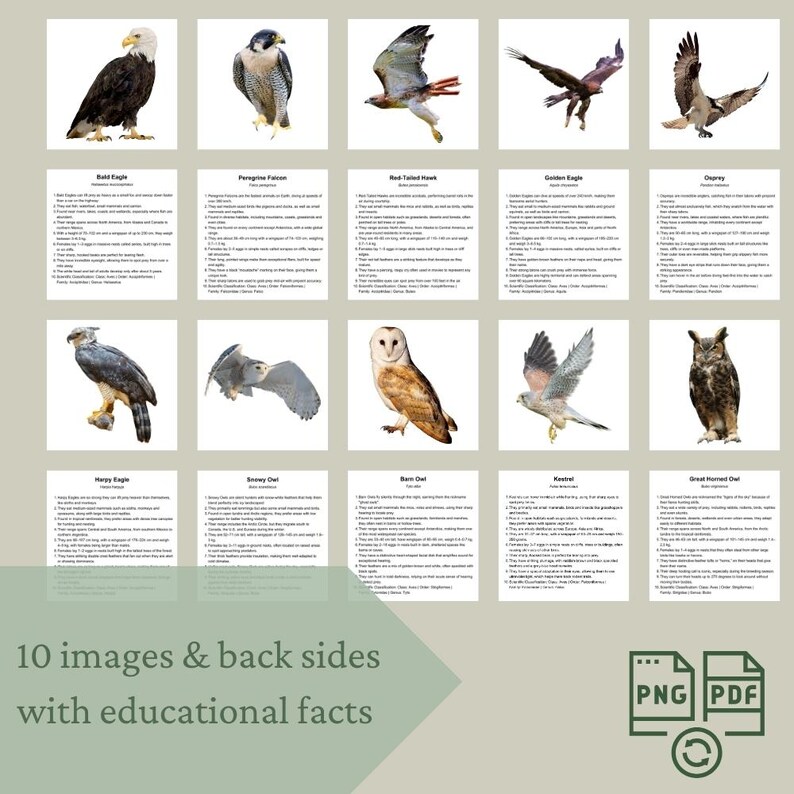 Bits of Intelligence Cards | Birds of Prey Set | Printable Digital ...