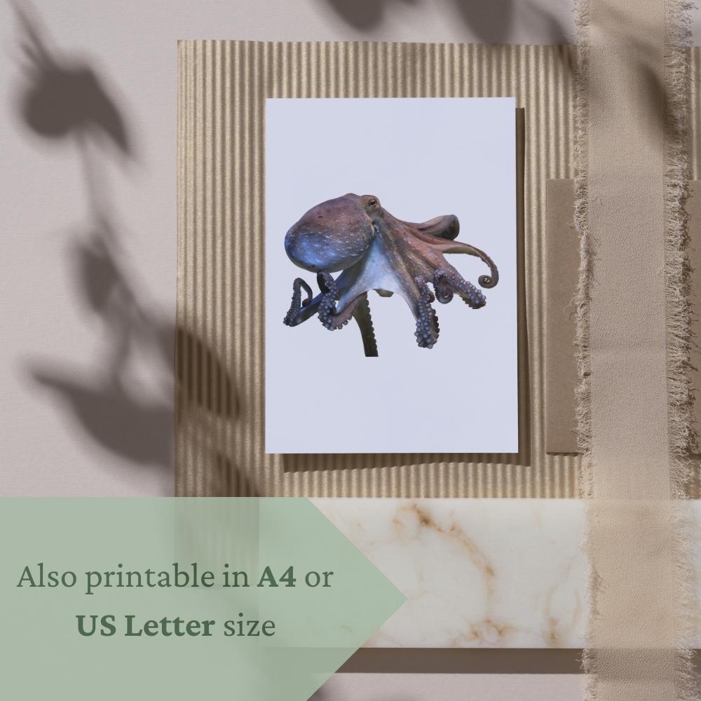 Marine Mammals Flashcard for Kids | Printable Real Photo Marine Mammals ...