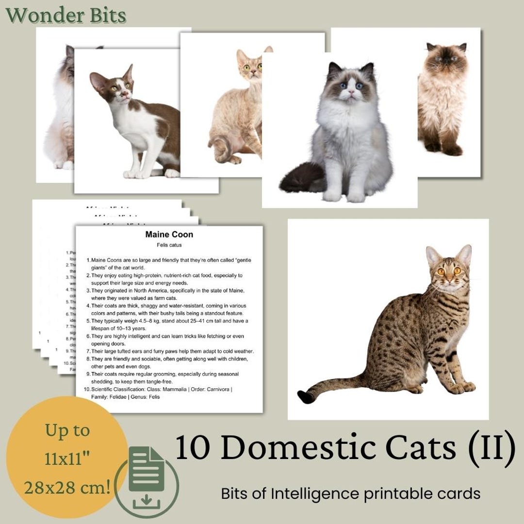 Bits of Intelligence Cards | Domestic Cats Set | Printable Digital ...