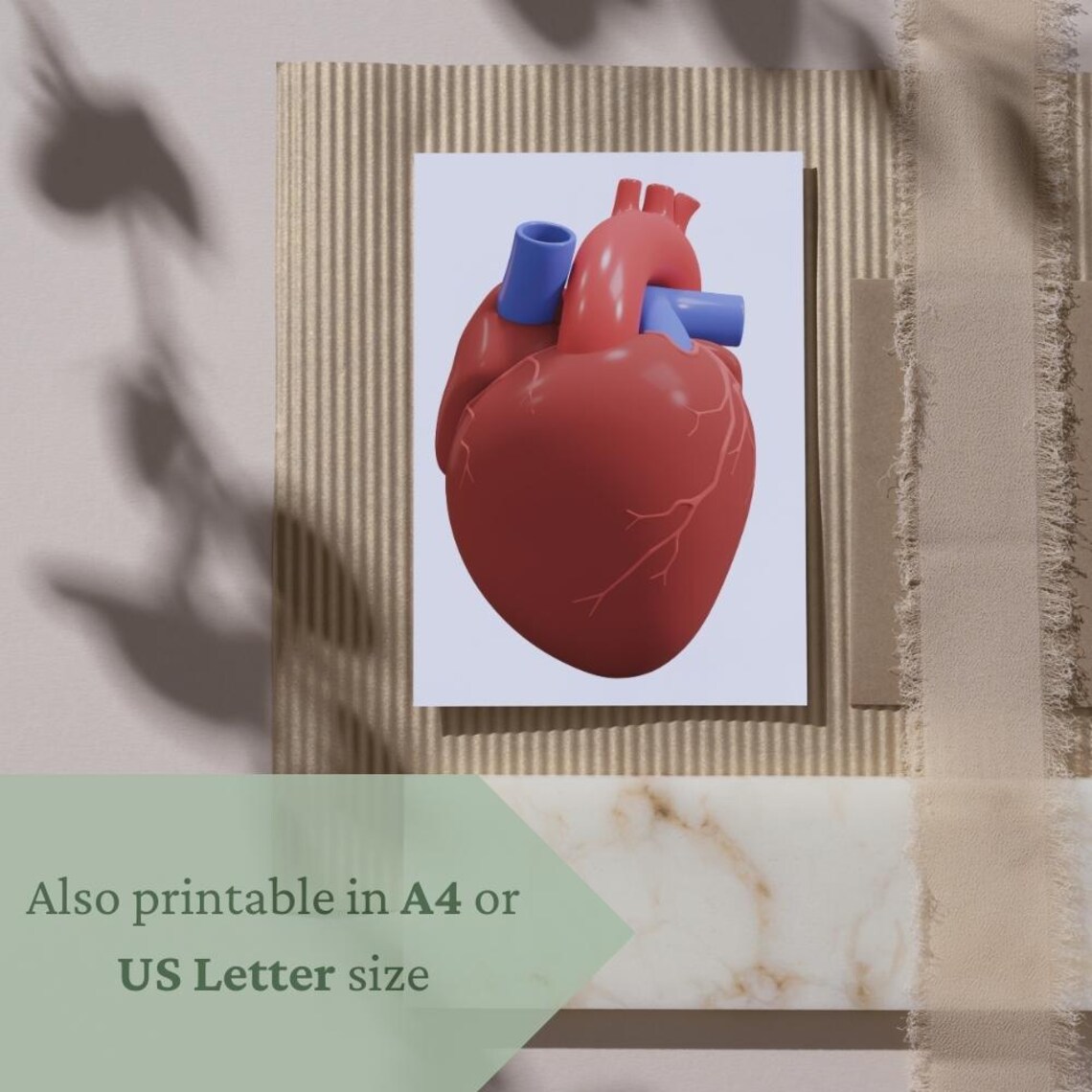 Human Body Organs Flashcards: Anatomy Learning Cards (digital Download ...