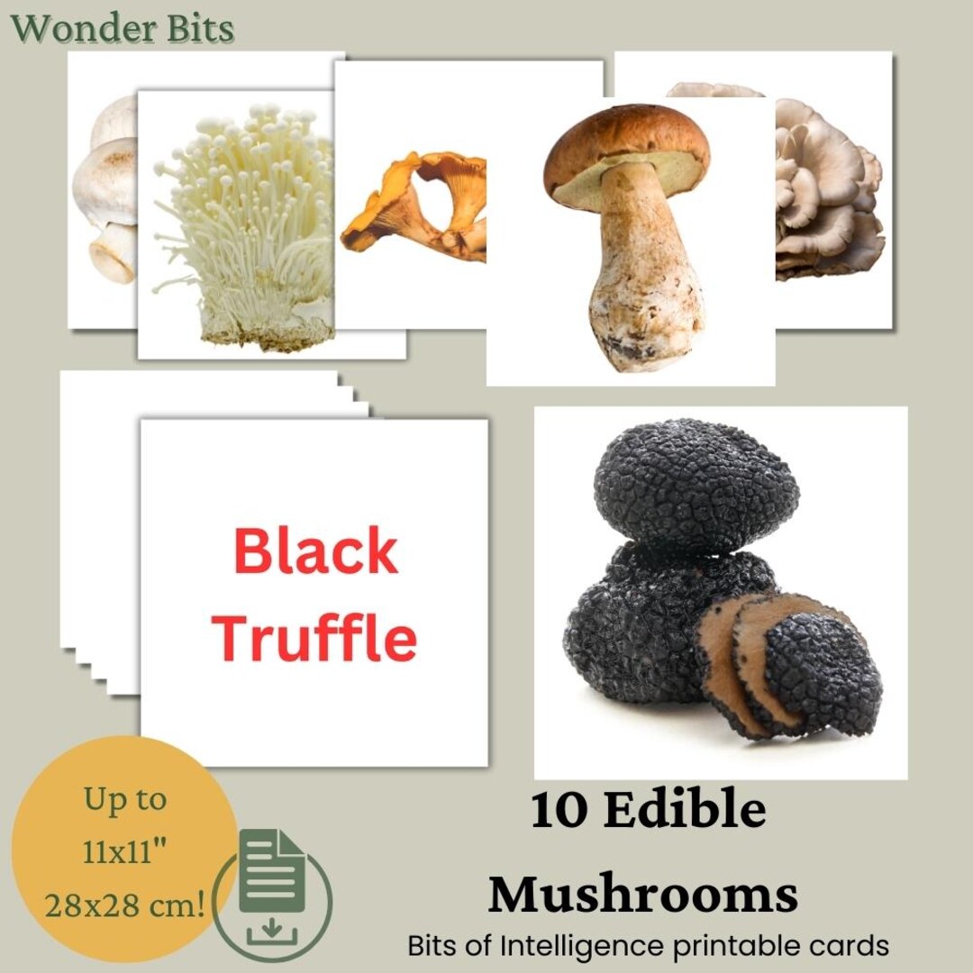 Edible Mushrooms Flashcards | Mushroom Learning Cards | Printable Fun ...