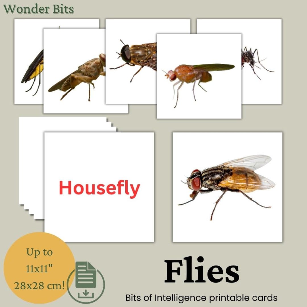 Flies Flashcards for Kids | Insects Learning Cards | Printable Flies ...