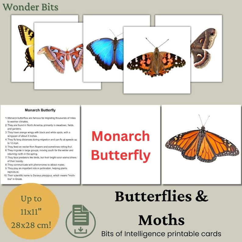Butterflies and Moths Flashcards for Kids | Butterflies Learning Cards ...