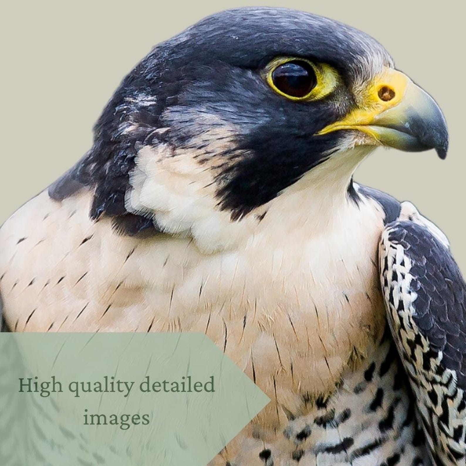 Bits of Intelligence Cards | Birds of Prey Set | Printable Digital ...