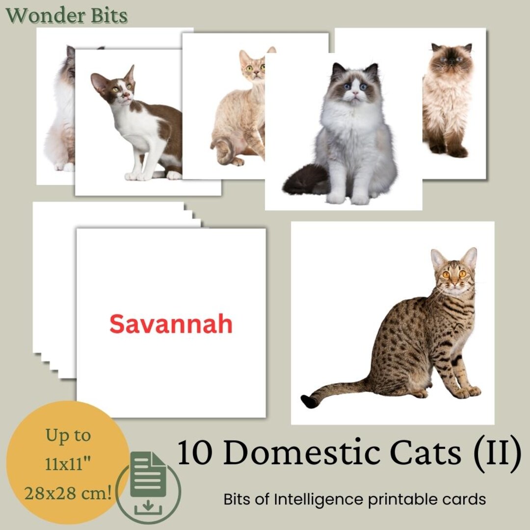 Bits of Intelligence Cards | Domestic Cats Set With Their Breed Name in ...