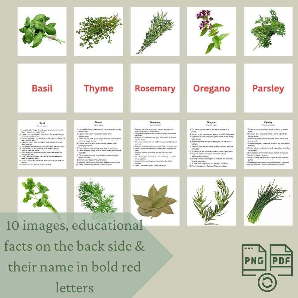 Culinary Herbs Flashcards: Educational Printable Cards (PDF & PNG) - Etsy