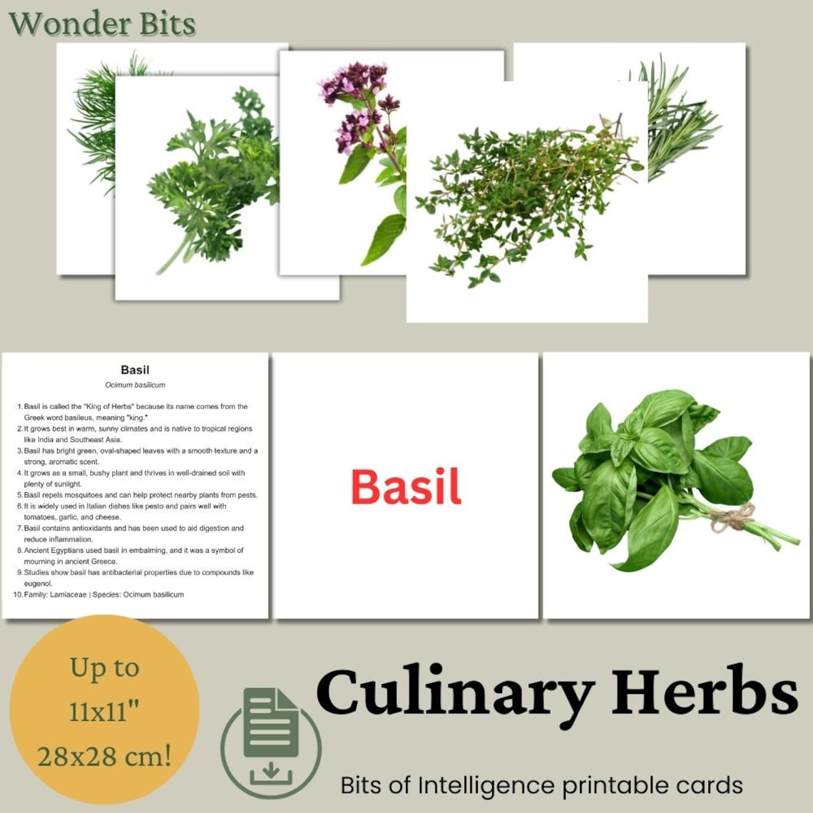 Culinary Herbs Flashcards: Educational Printable Cards (PDF & PNG) - Etsy