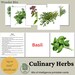 Culinary Herbs Flashcards: Educational Printable Cards (PDF & PNG) - Etsy