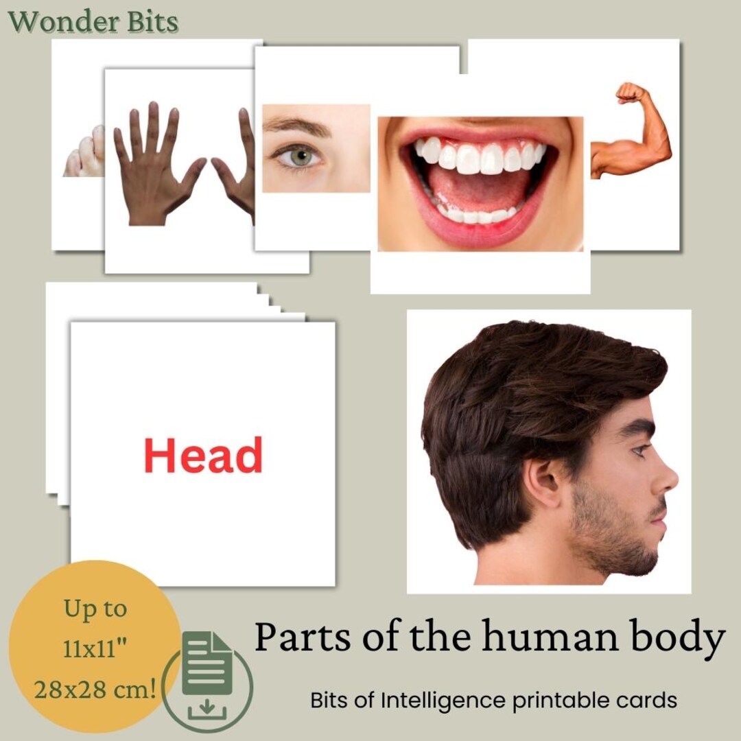 Parts of the Human Body | Human Body Parts |somatology Cards | Bits of ...