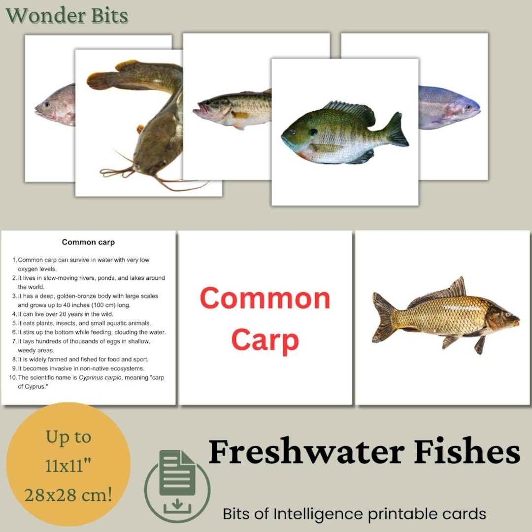 Freshwater Fishes Flashcard for Kids | Educational Fish Cards ...