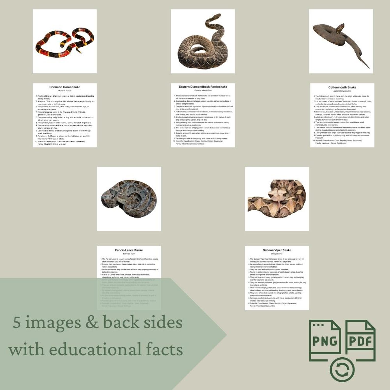 Bits of Intelligence Cards | Venomous Snakes Set | Printable Digital ...