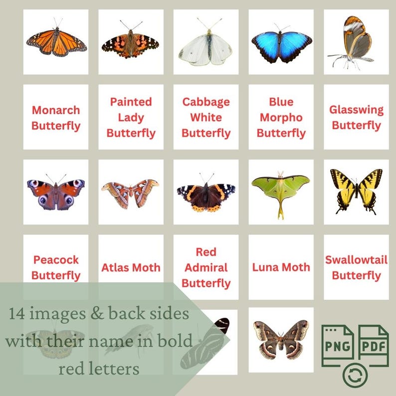Butterflies and Moths Flashcards for Kids | Butterflies Learning Cards ...